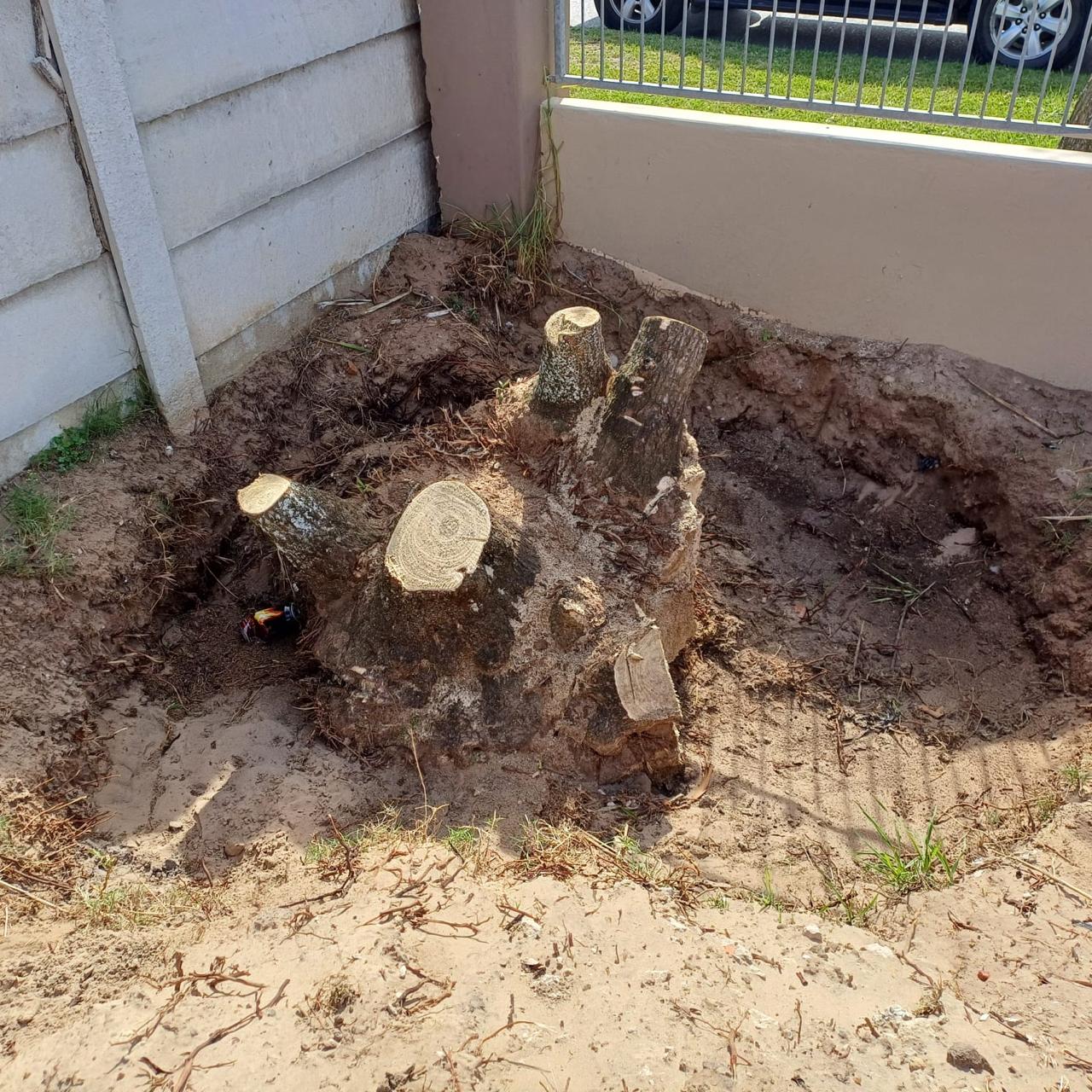 Services – The Tree Guy